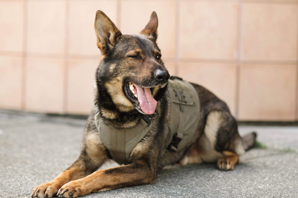 Campbell River: Marked increase in RCMP emergency calls - Canada Info