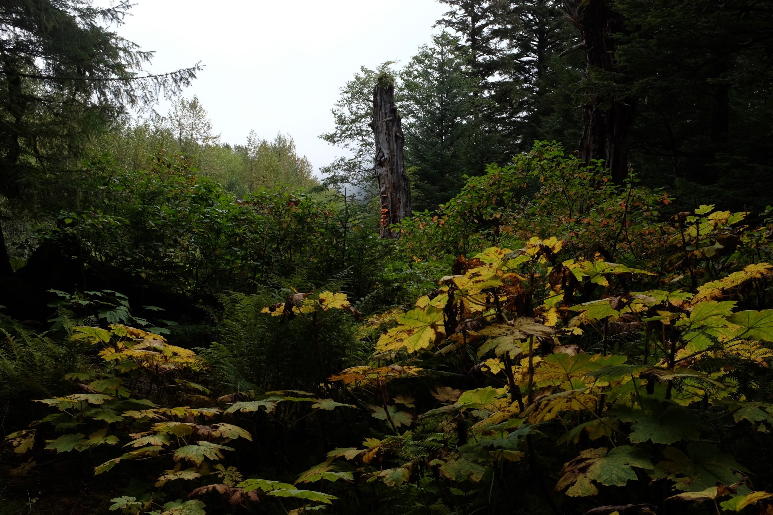 Sybille Haeussler on why fire is good for forests - Canada Info