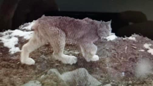 Prowling Glenora wildcat identified as a Canada Lynx, local resident ...