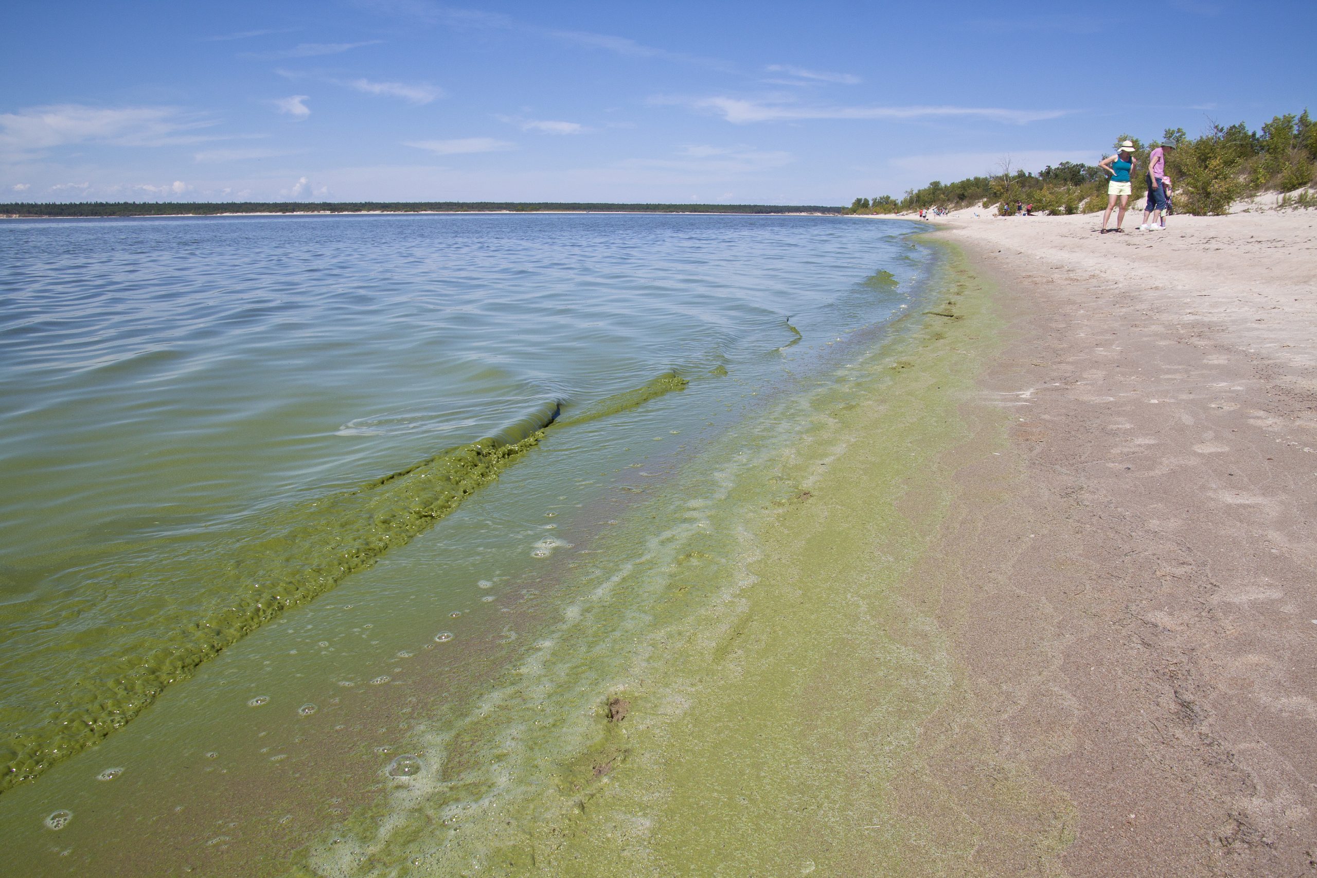 Blue-green algae blooms pop up in lakes around Alberta - Canada Info