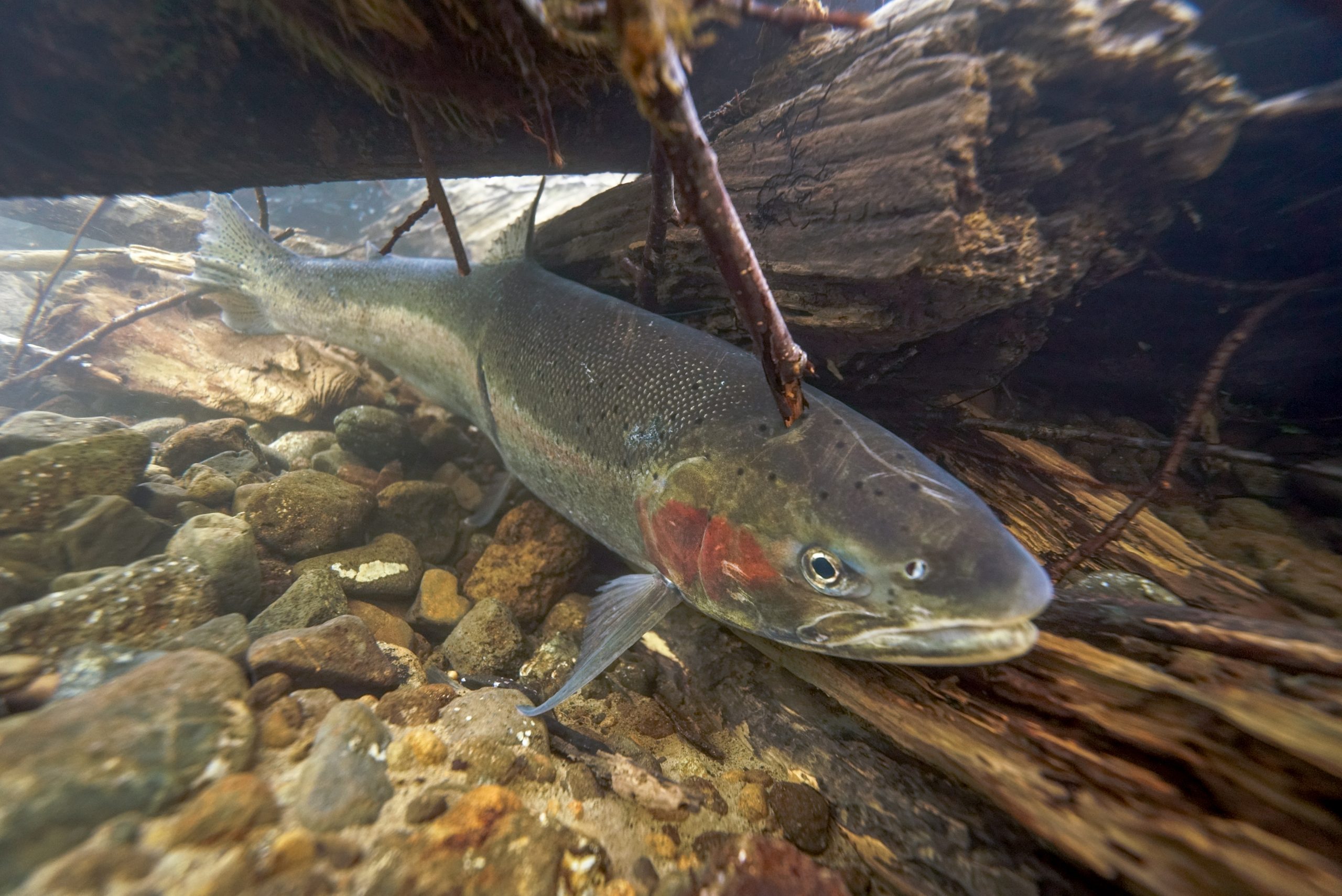 Skeena steelhead return on track to be one of the lowest on record ...