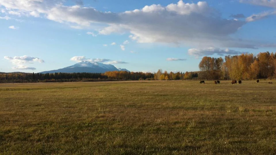 "Worst hay harvest, ever." Northwest B.C. farmers and ranchers struggle ...