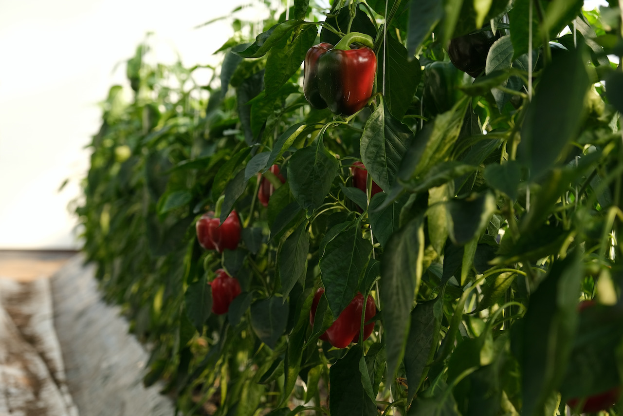 Une troisième saison s’achève à la Ferme du Rigolet de Tête-à-la ...
