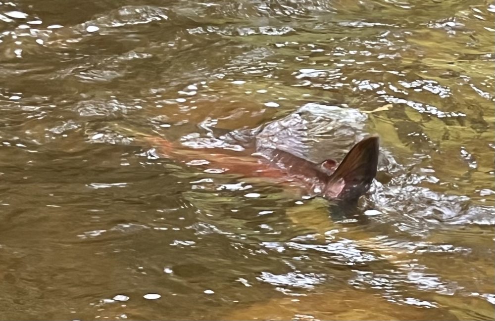 How the Salmon Run: Streamkeepers weigh in on latest salmon returns ...